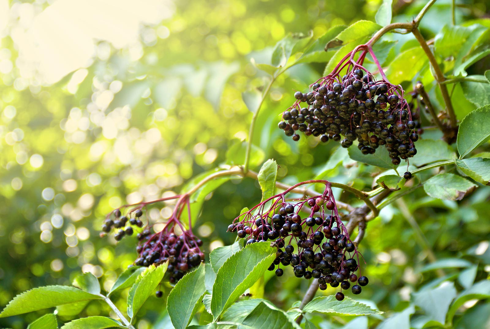 Elderberry For Gut Immune And Respiratory Health Nordic Naturals Elderberry For Gut Immune And Respiratory Health Nordic Naturals